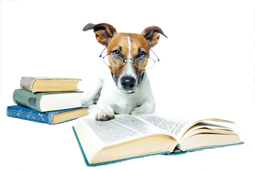 Be A Dictionary For Your Puppy The Loved Dog Be A Dictionary For Your Puppy The Loved Dog